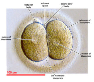 Embryo Development - Insight into the IVF Lab