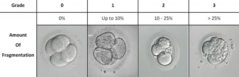 Embryo Development - Insight into the IVF Lab