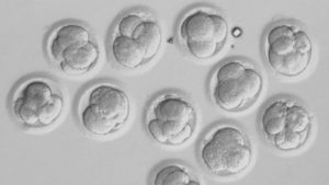 Embryo Development - Insight into the IVF Lab