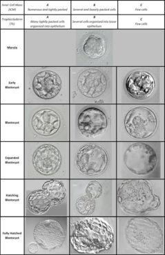Embryo Development - Insight into the IVF Lab